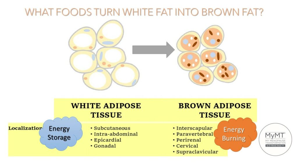 New Research: Foods that shift storage fat to metabolically-active ...